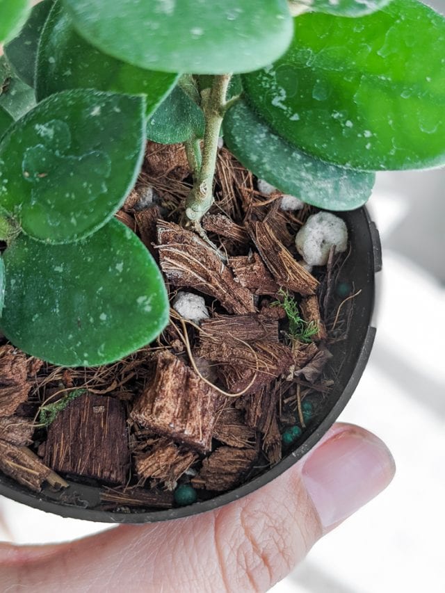 How do you care for the pretty little hoya mathilde?