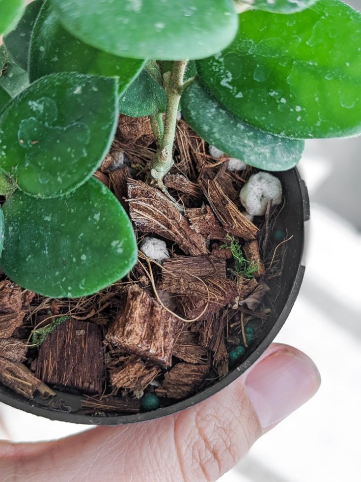 How do you care for the pretty little hoya mathilde?