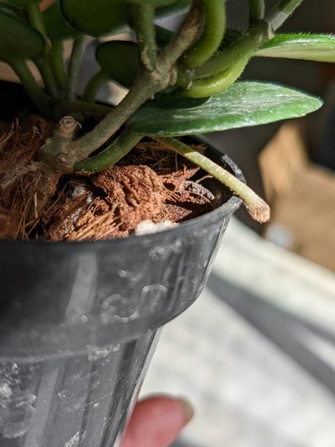 How do you care for the pretty little hoya mathilde?