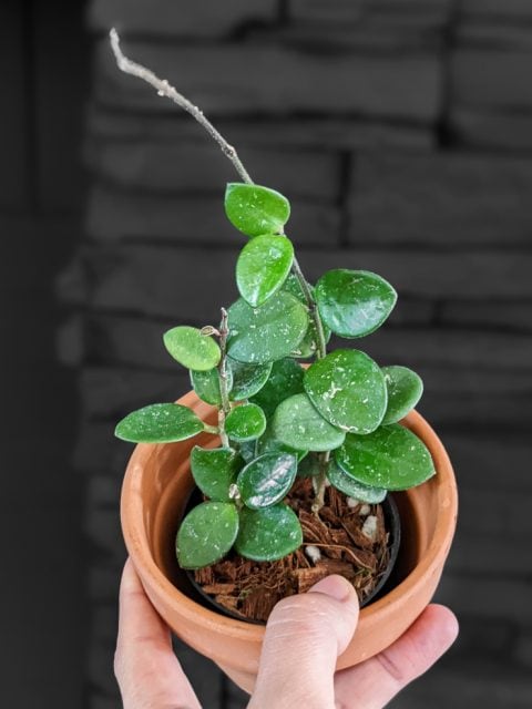 How do you care for the pretty little hoya mathilde?
