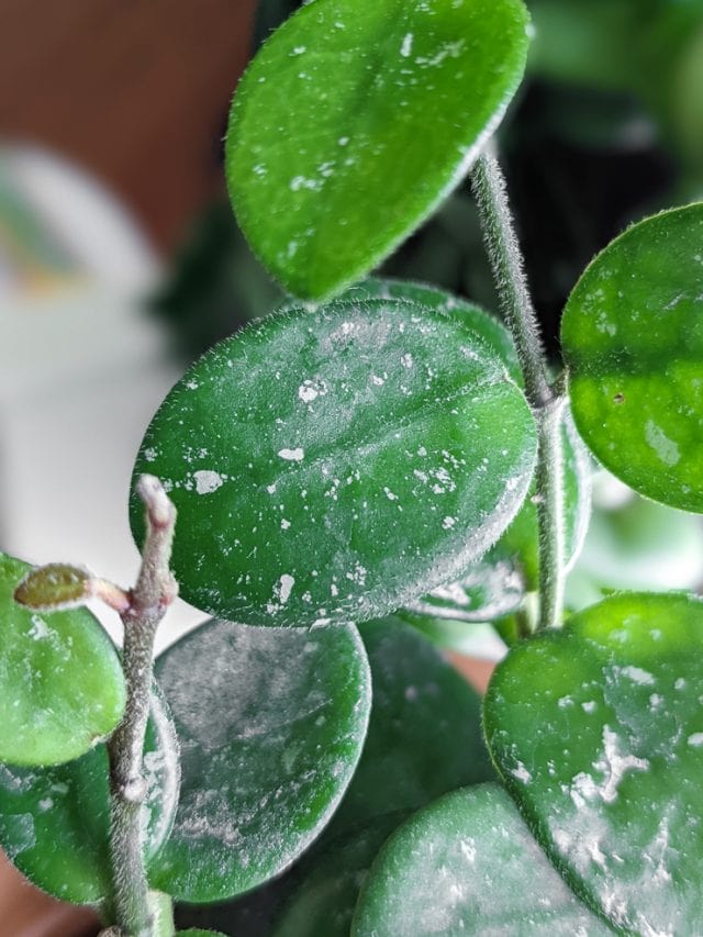 How do you care for the pretty little hoya mathilde?
