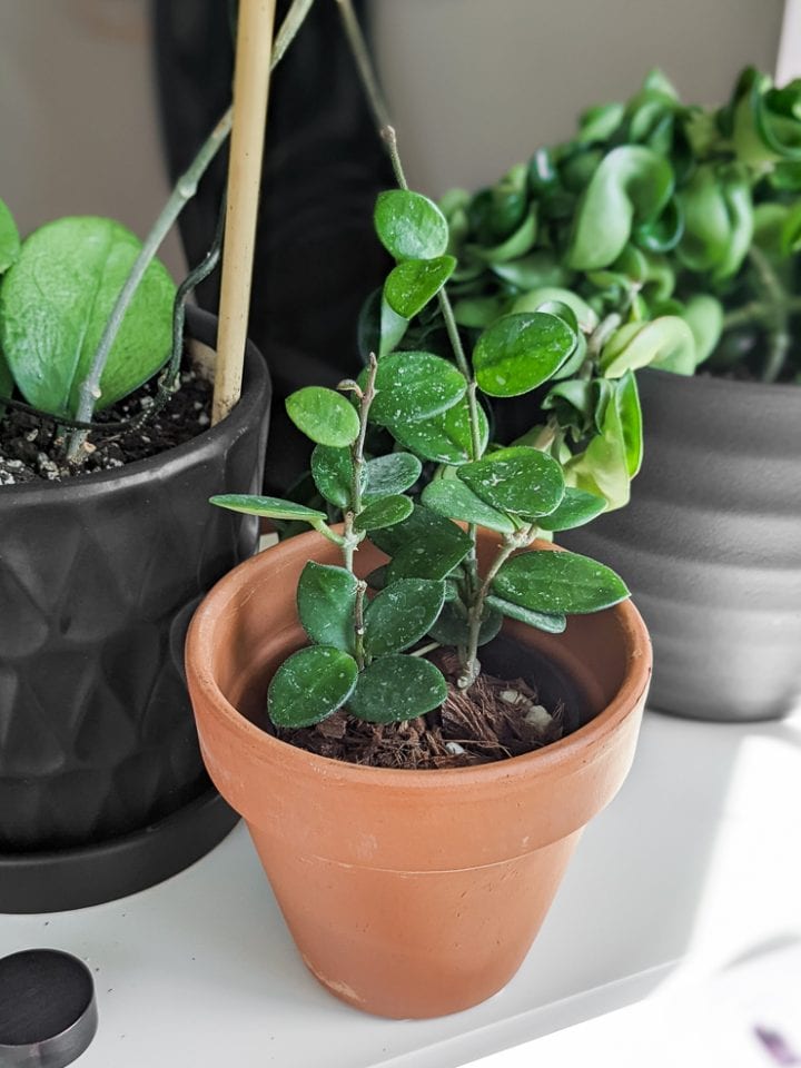 How do you care for the pretty little hoya mathilde?