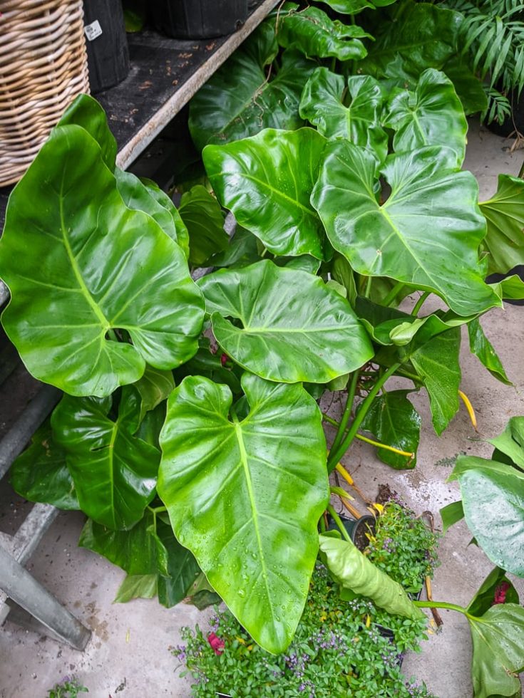 Philodendron Giganteum Care - Houseplants & Projects