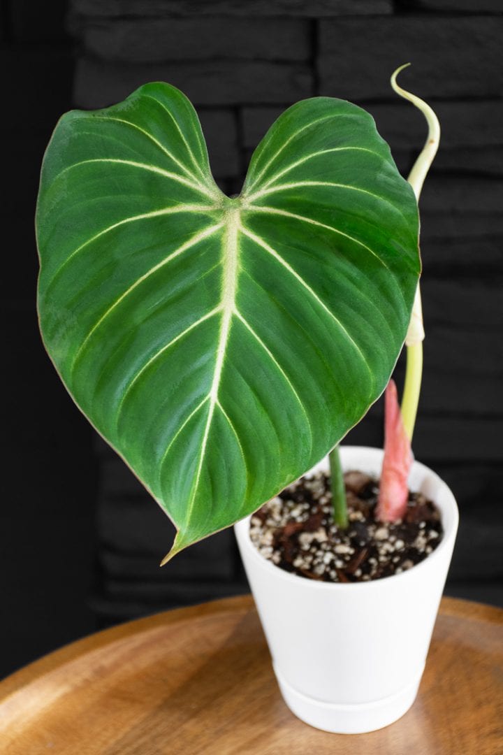The gorgeous heart-shaped philodendron gloriosum & how to care for it!
