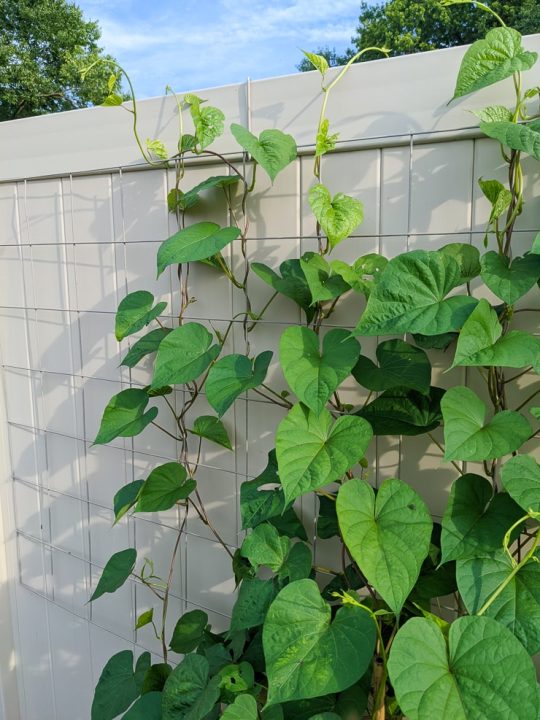 How I made a DIY wire trellis to hang on our vinyl fence