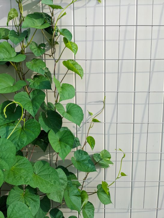 How I made a DIY wire trellis to hang on our vinyl fence