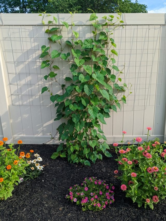 How I made a DIY wire trellis to hang on our vinyl fence