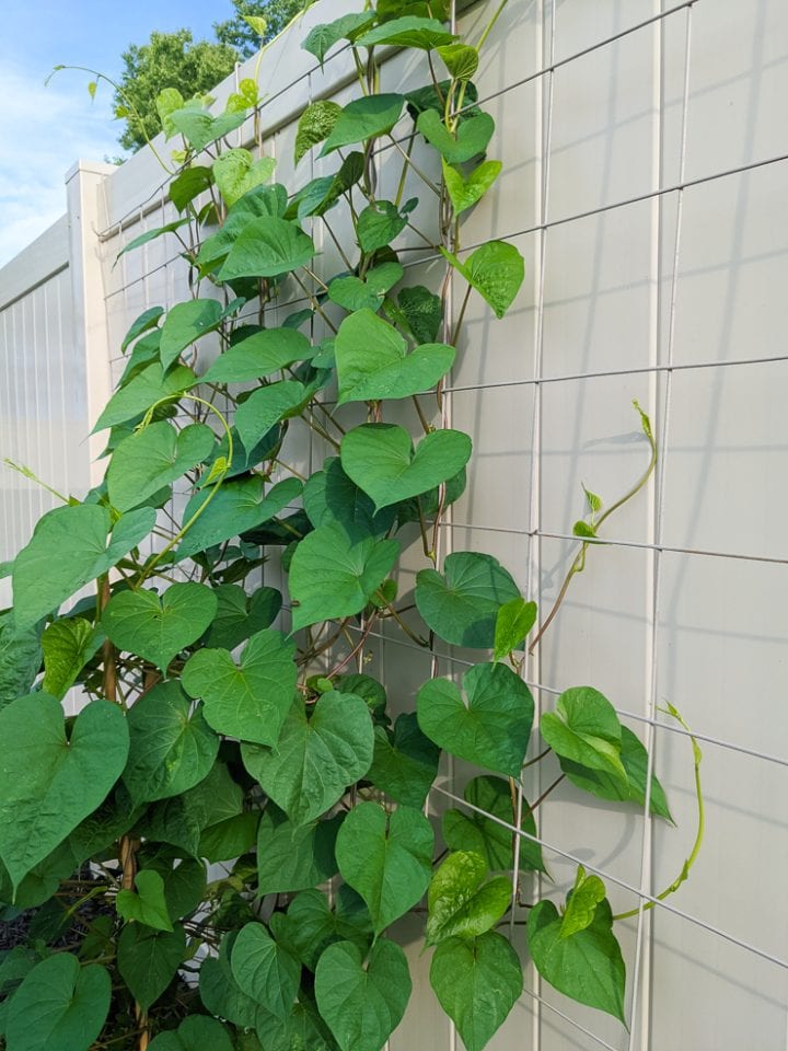 How I made a DIY wire trellis to hang on our vinyl fence
