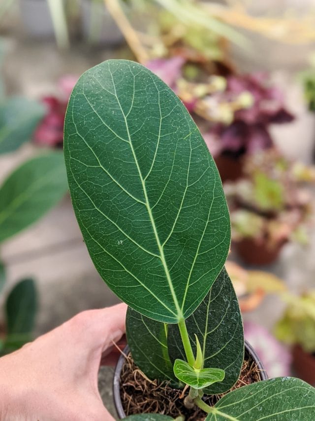 Ficus Audrey: How to care for India's national tree as a houseplant!