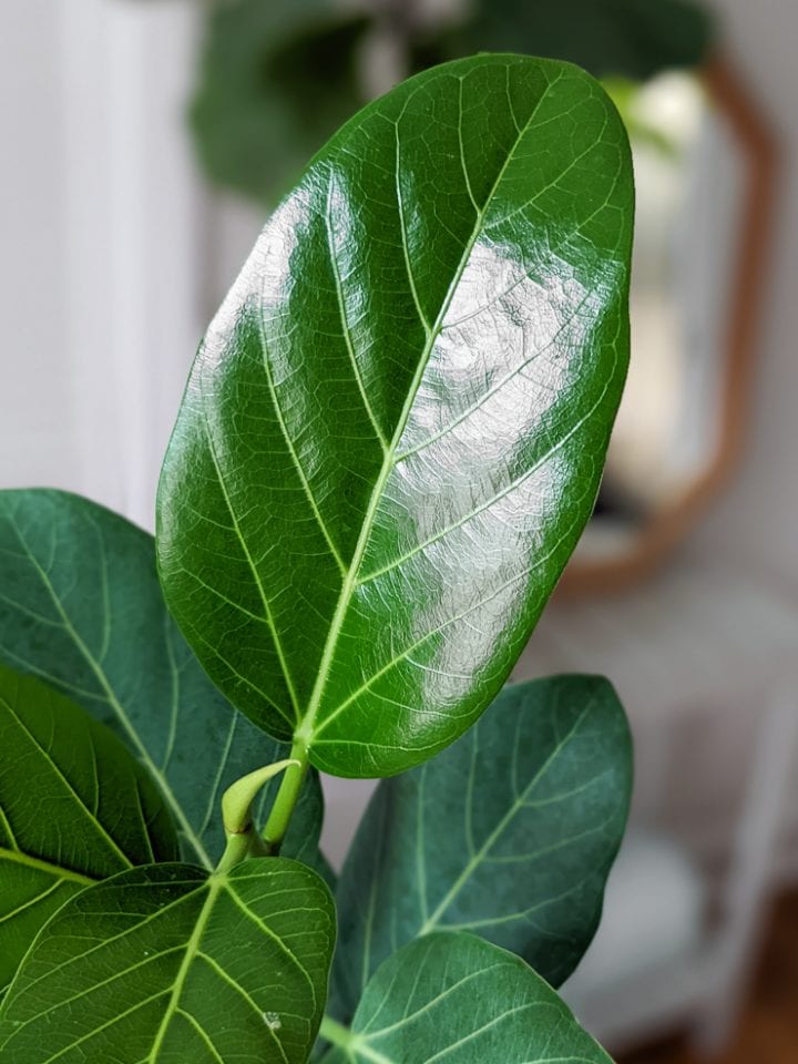 Ficus Audrey: How to care for India's national tree as a houseplant!
