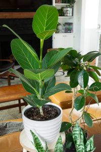 Ficus Audrey: How to care for India's national tree as a houseplant!