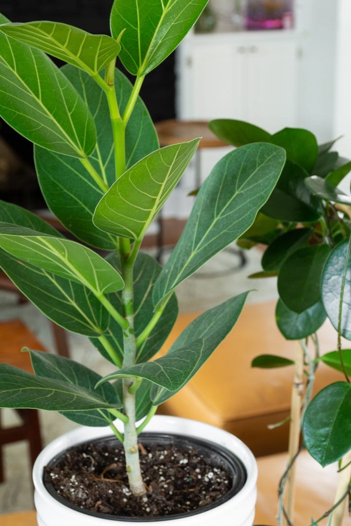 Ficus Audrey: How to care for India's national tree as a houseplant!