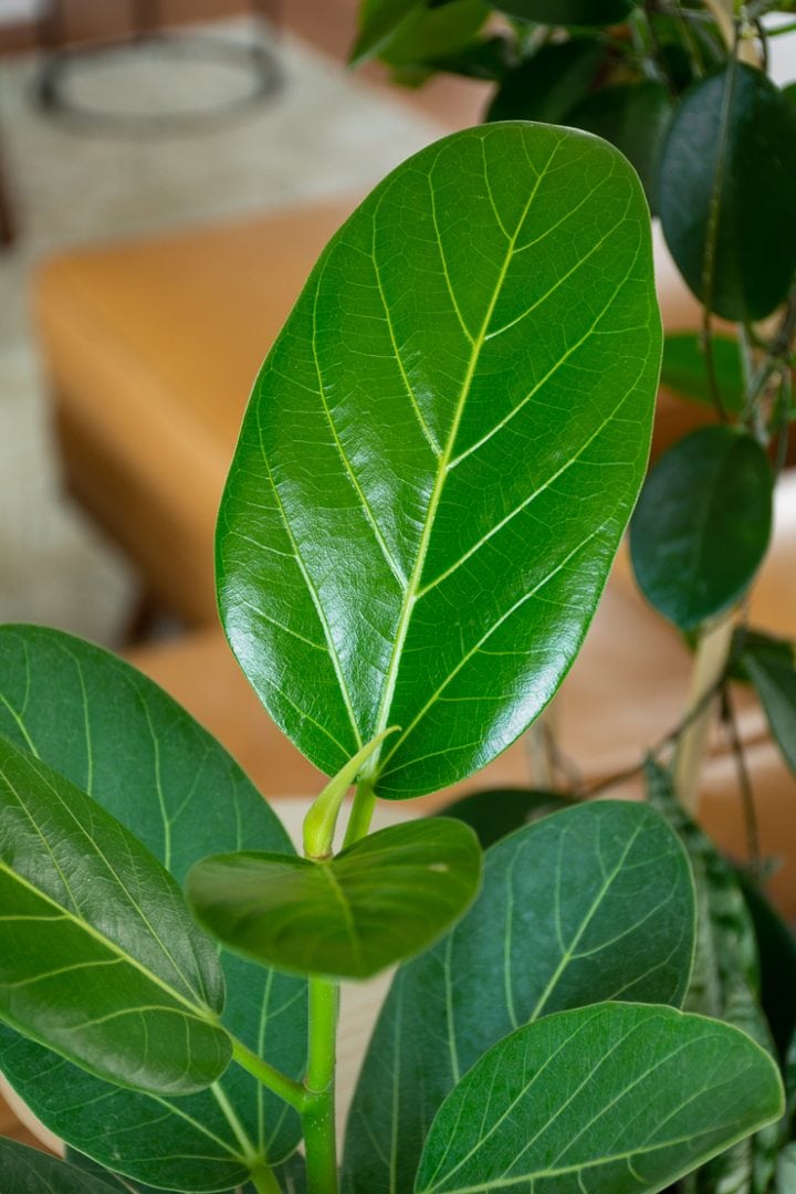 Ficus Audrey: How to care for India's national tree as a houseplant!
