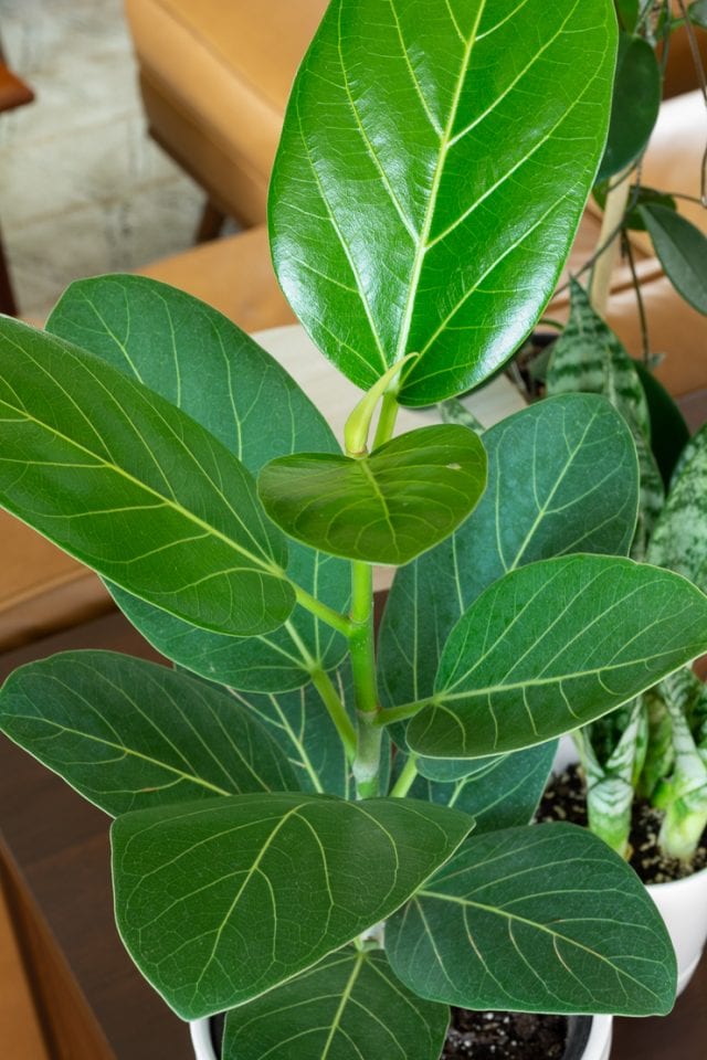 Ficus Audrey: How to care for India's national tree as a houseplant!
