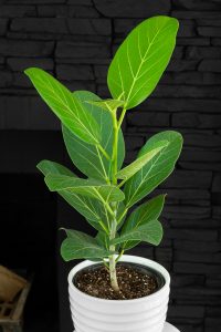 Ficus Audrey: How to care for India's national tree as a houseplant!