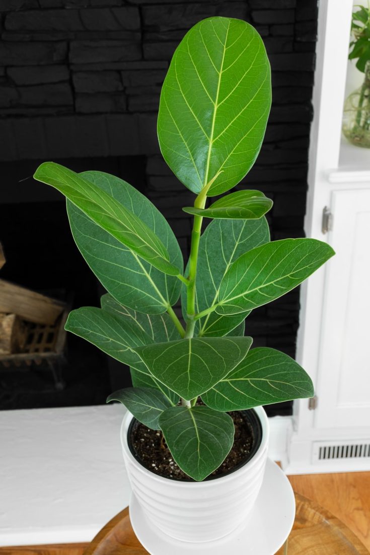 Ficus Audrey: How to care for India's national tree as a houseplant!