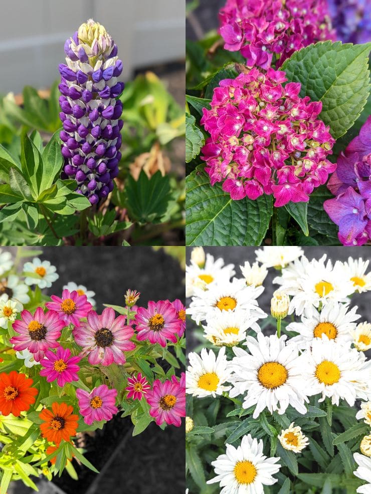 Learn how to plant a garden from scratch by following along with ours!