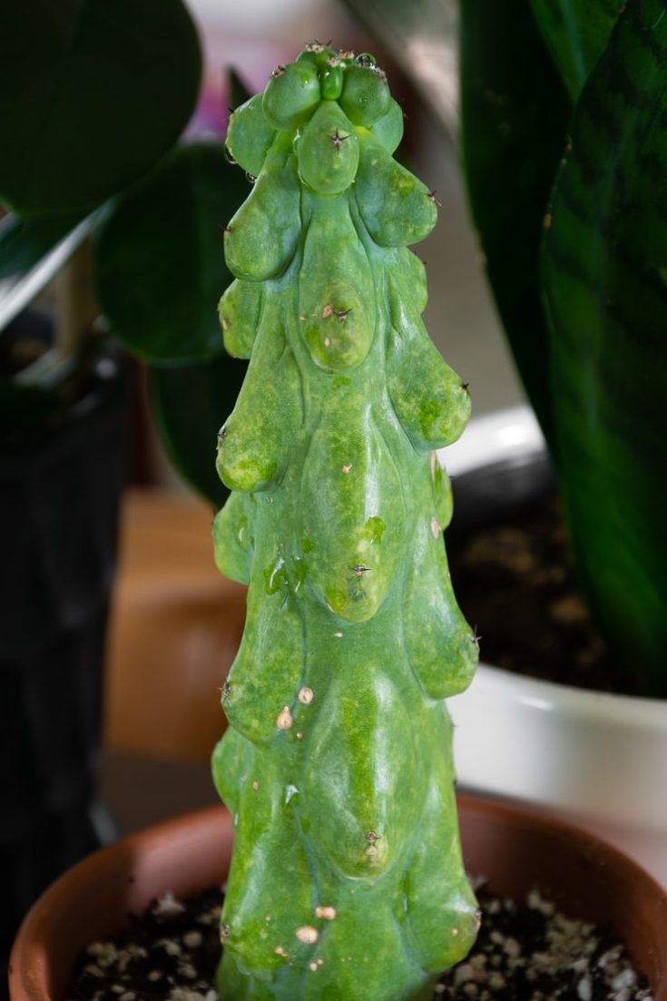 Looking to add a boobie cactus to your collection? Read more here!