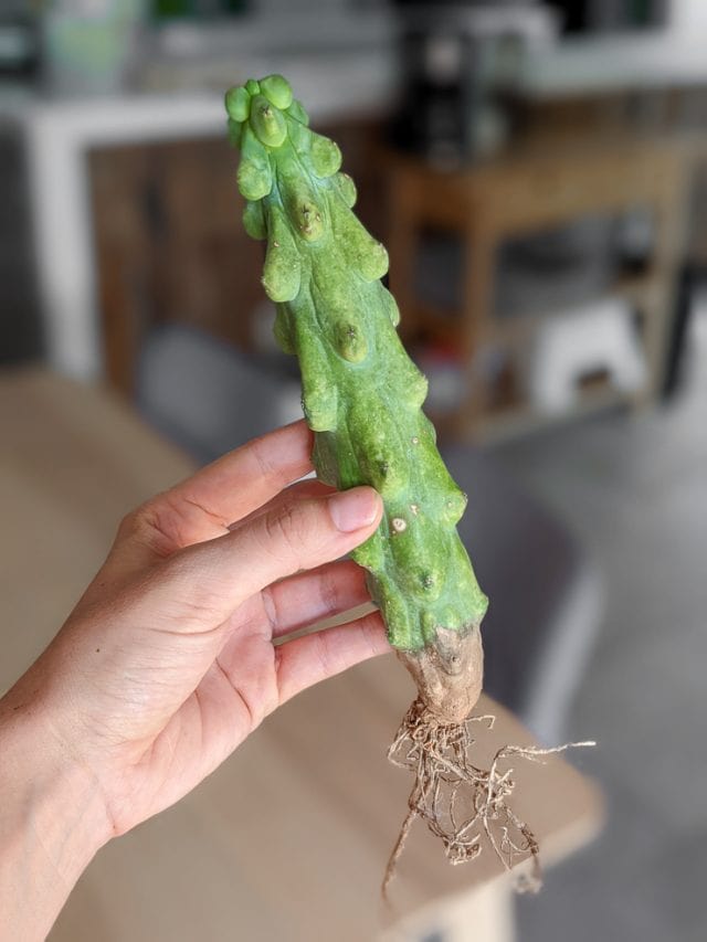 Looking to add a boobie cactus to your collection? Read more here!