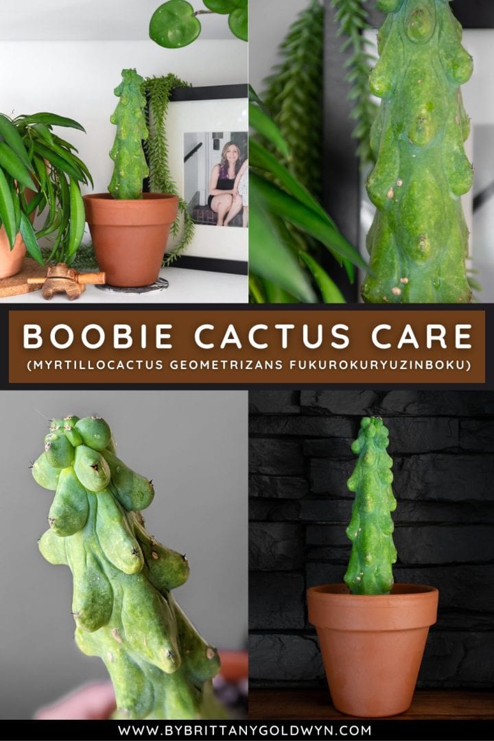 Looking to add a boobie cactus to your collection? Read more here!