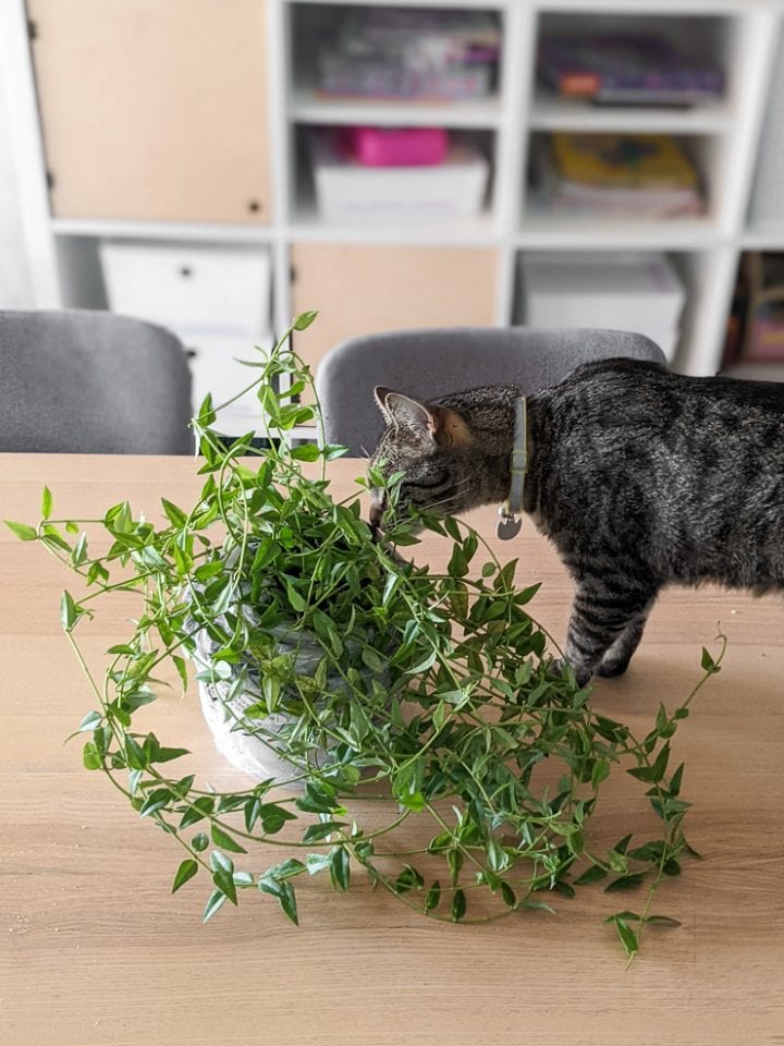 Hoya bella care & how to care for the miniature wax plant!