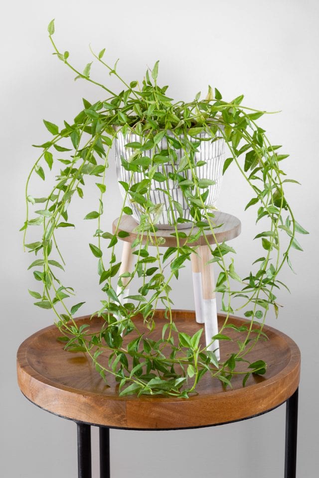 Hoya bella care & how to care for the miniature wax plant!