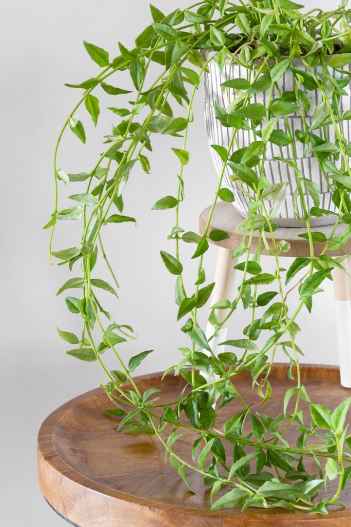 Hoya bella care & how to care for the miniature wax plant!