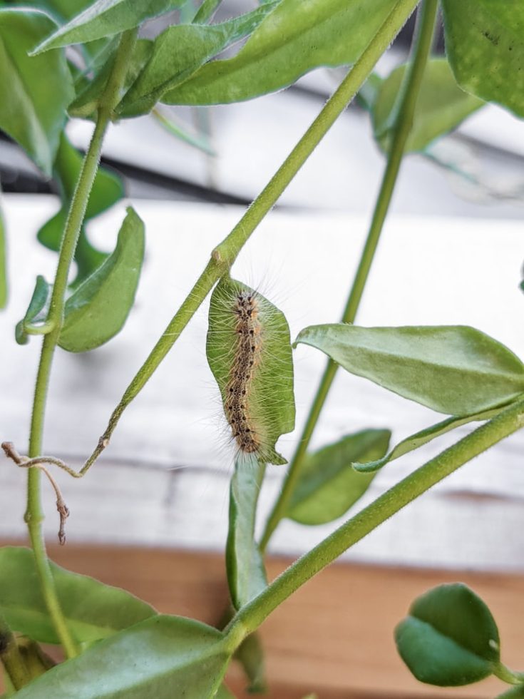 Hoya bella care & how to care for the miniature wax plant!