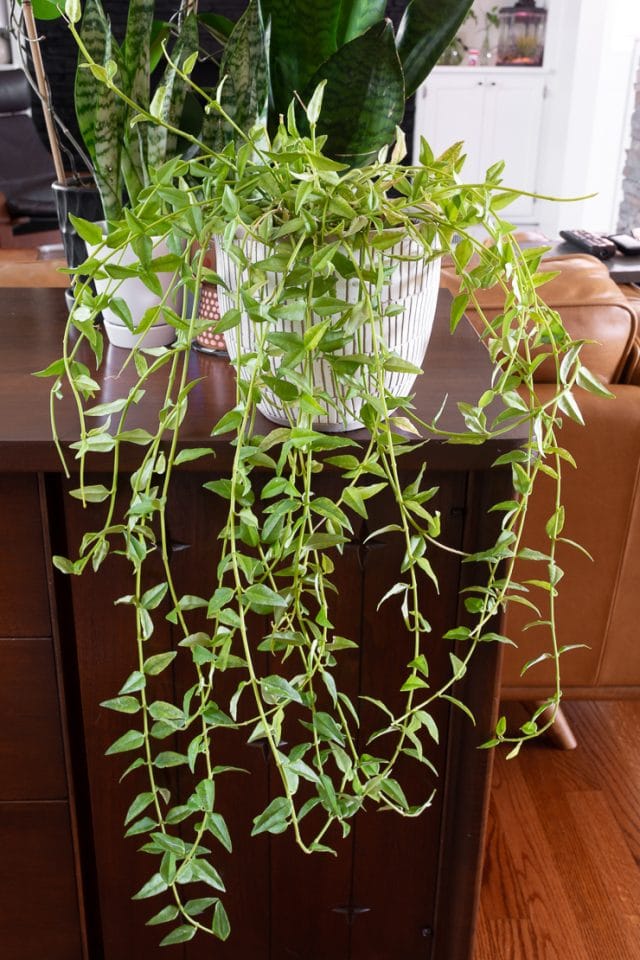 Hoya bella care & how to care for the miniature wax plant!