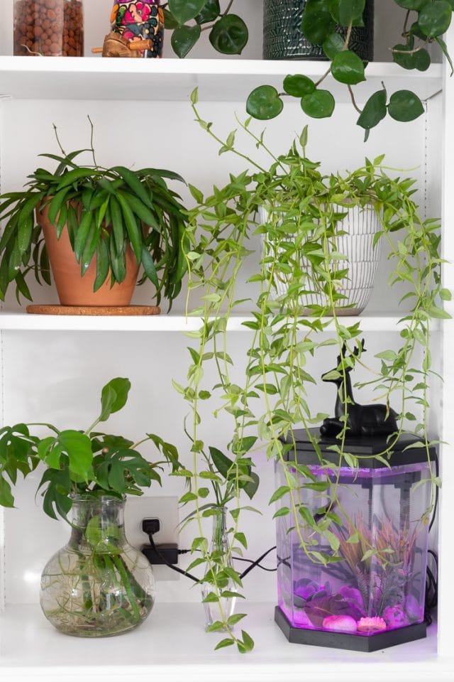 Hoya bella care & how to care for the miniature wax plant!