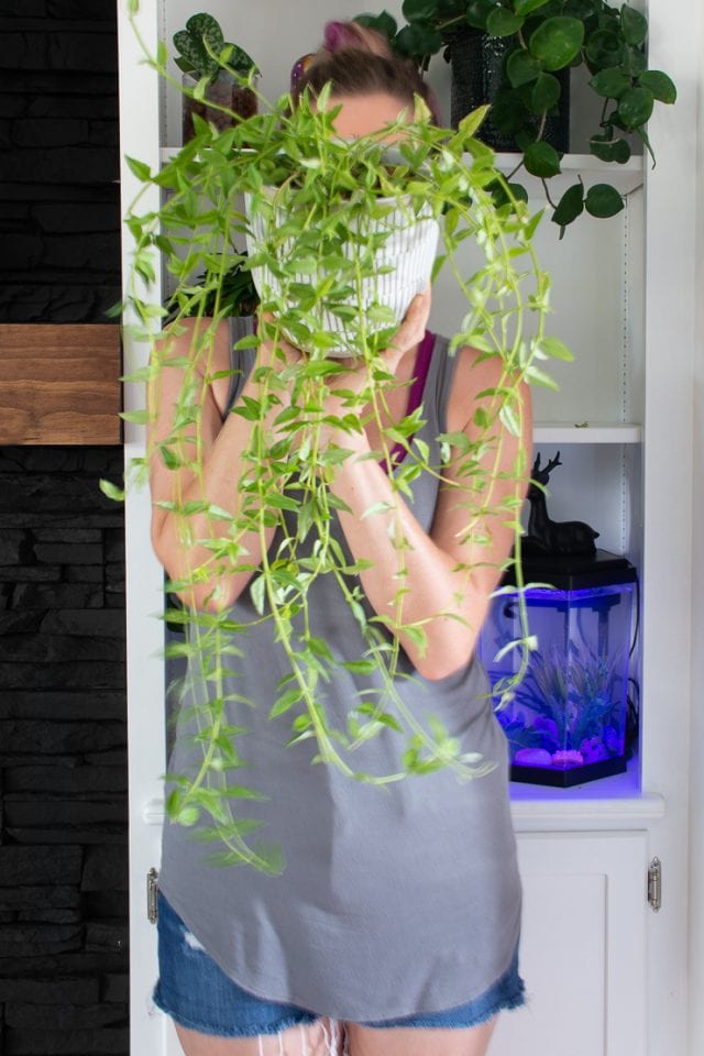 Hoya bella care & how to care for the miniature wax plant!