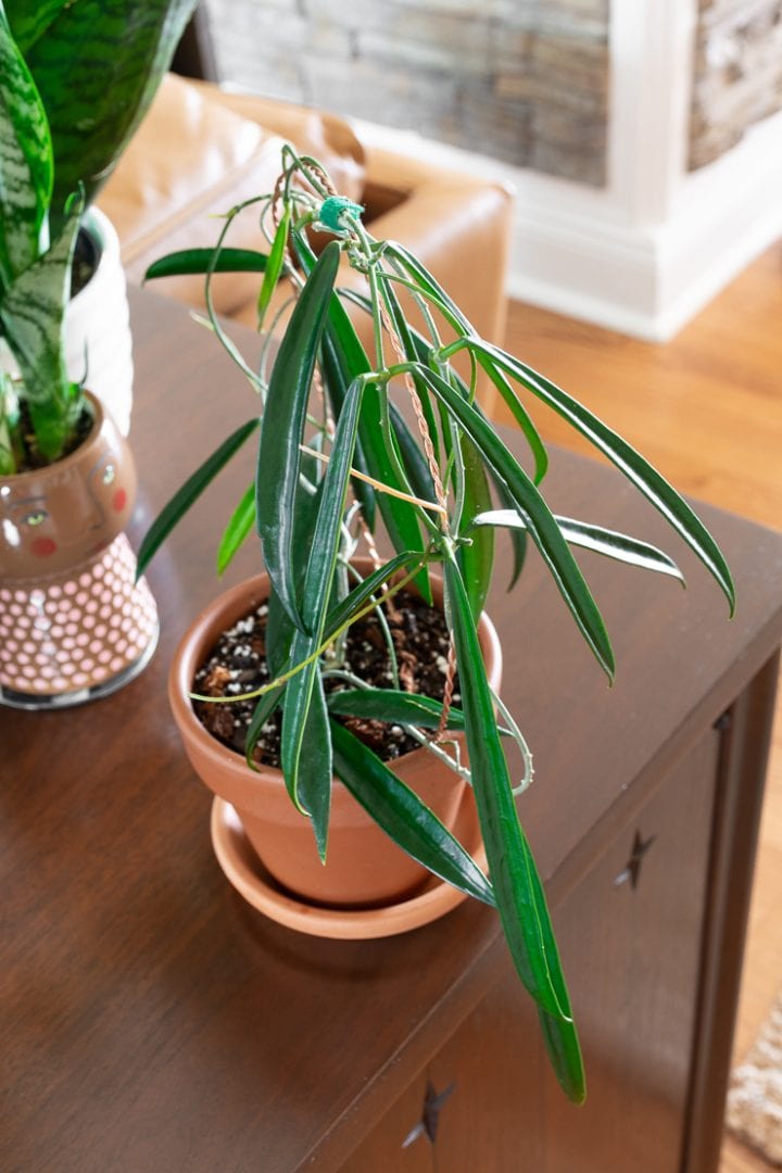 Your Hoya Shepherdii care guide (aka the string bean hoya)