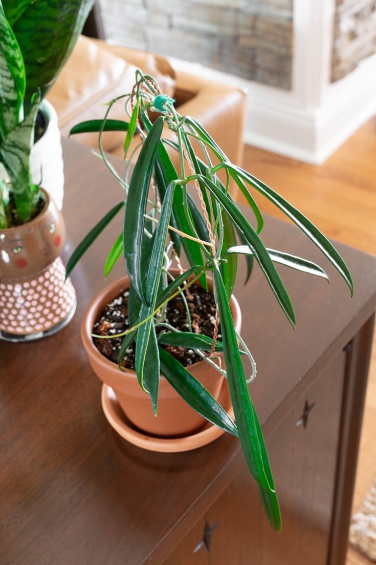 Your Hoya Shepherdii care guide (aka the string bean hoya)