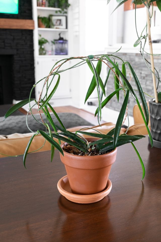 Your Hoya Shepherdii care guide (aka the string bean hoya)