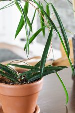 Your Hoya Shepherdii care guide (aka the string bean hoya)