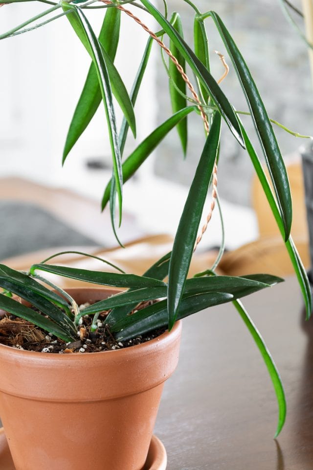 Your Hoya Shepherdii care guide (aka the string bean hoya)