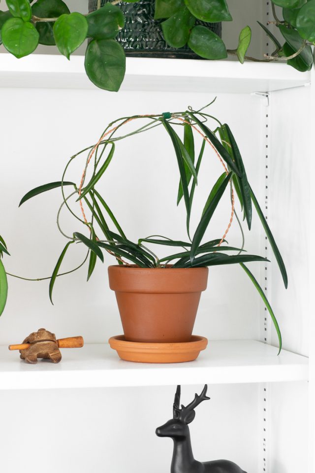 Your Hoya Shepherdii care guide (aka the string bean hoya)