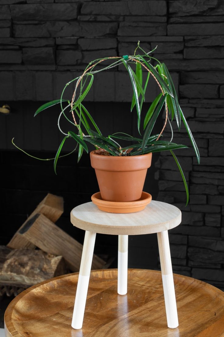 Your Hoya Shepherdii care guide (aka the string bean hoya)