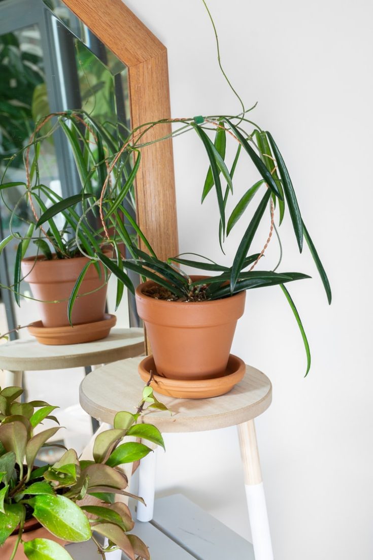 Your Hoya Shepherdii care guide (aka the string bean hoya)