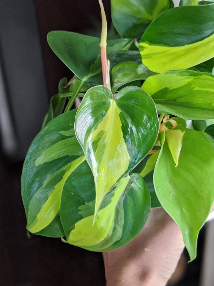 Philodendron Brasil care & how to keep its stunning variegation!
