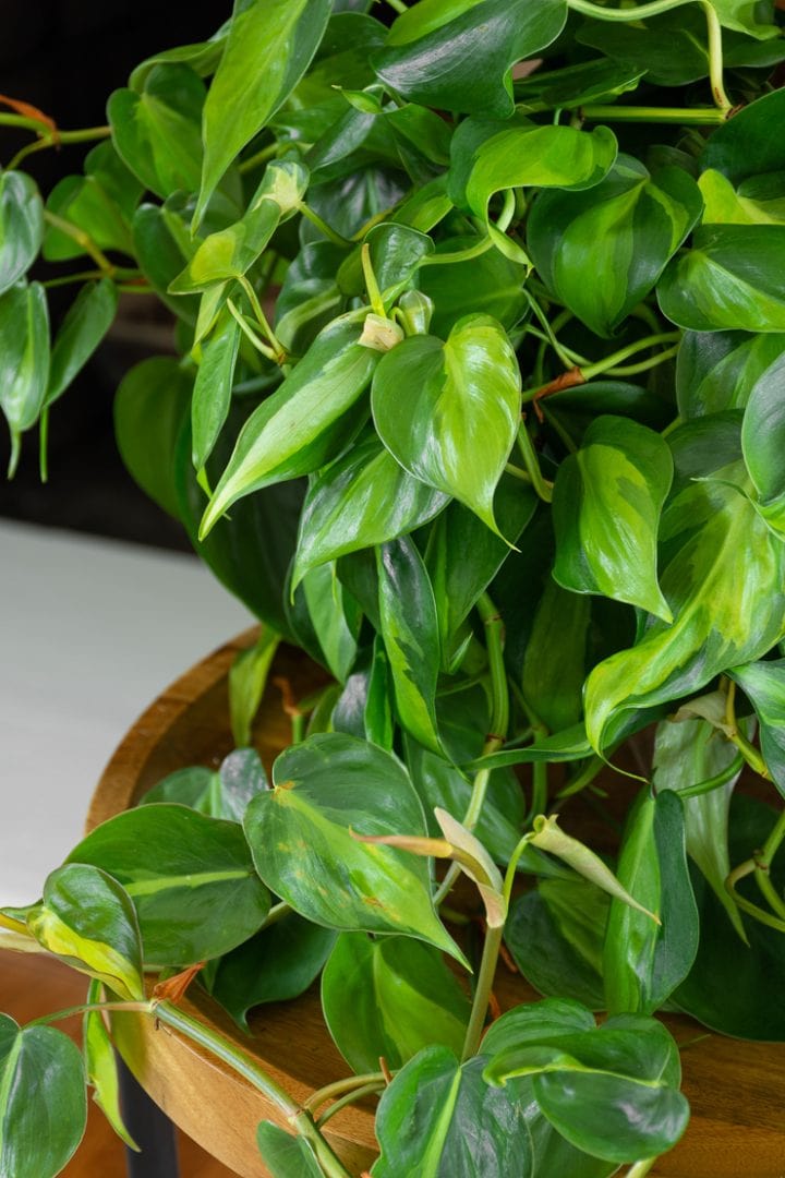 Philodendron Brasil care & how to keep its stunning variegation!