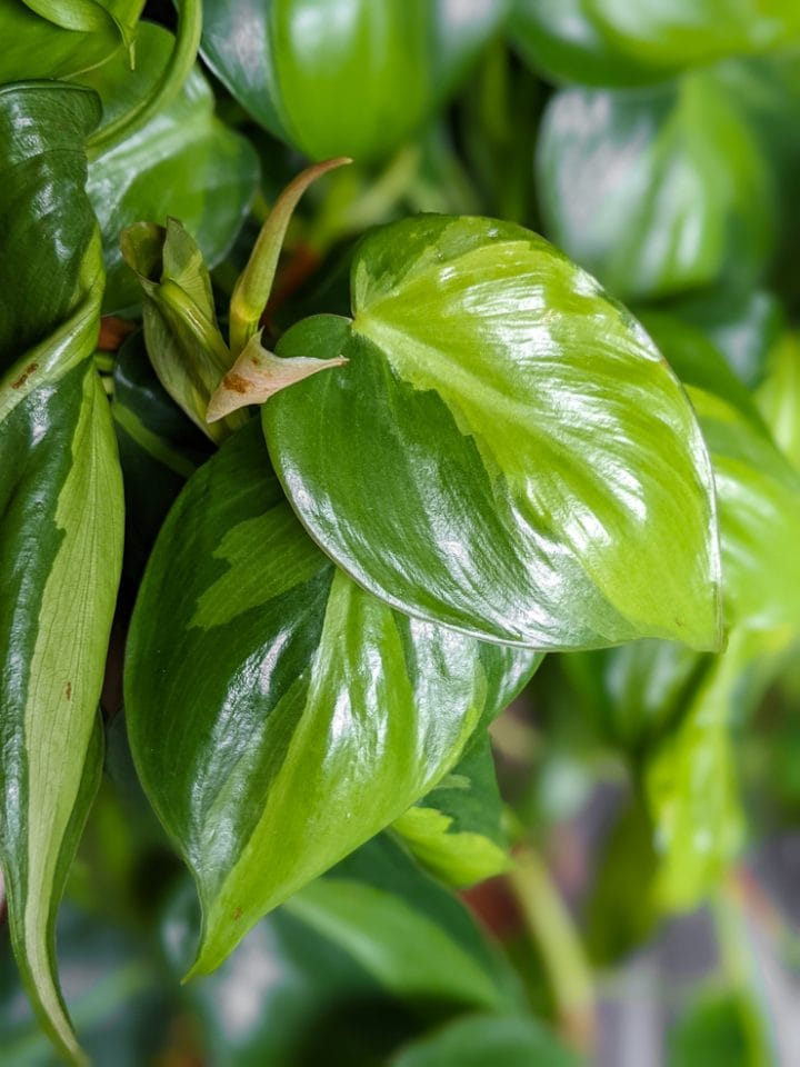 Philodendron Brasil care & how to keep its stunning variegation!