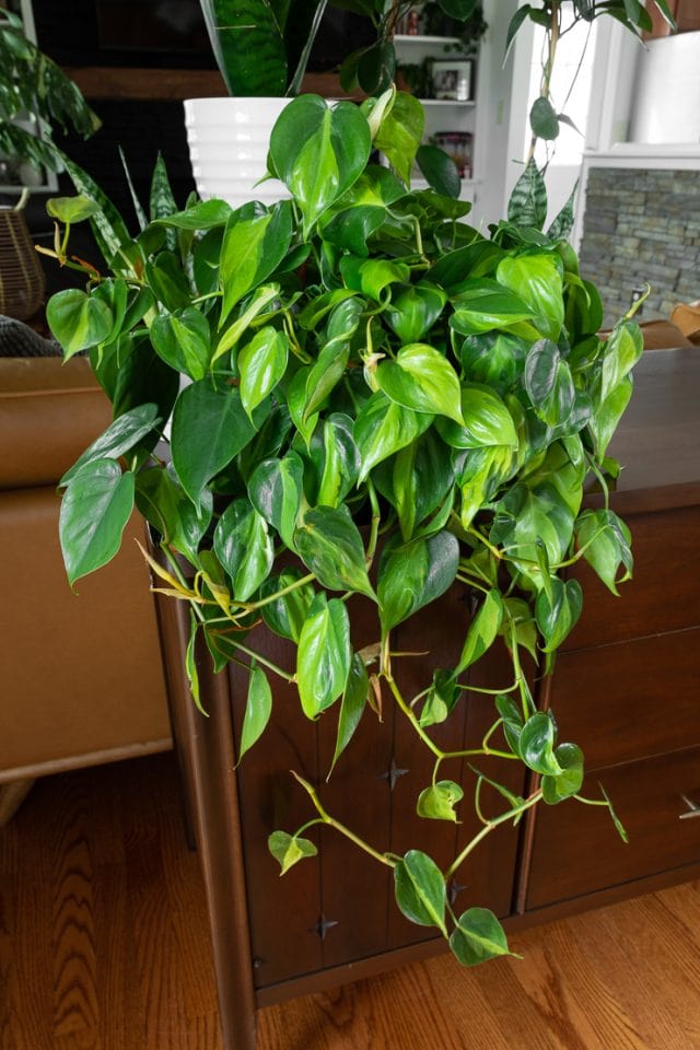 Philodendron Brasil care & how to keep its stunning variegation!