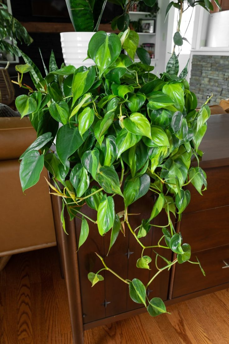 Philodendron Brasil care & how to keep its stunning variegation!