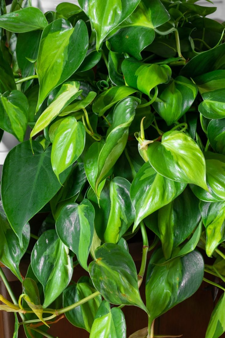 Philodendron Brasil care & how to keep its stunning variegation!