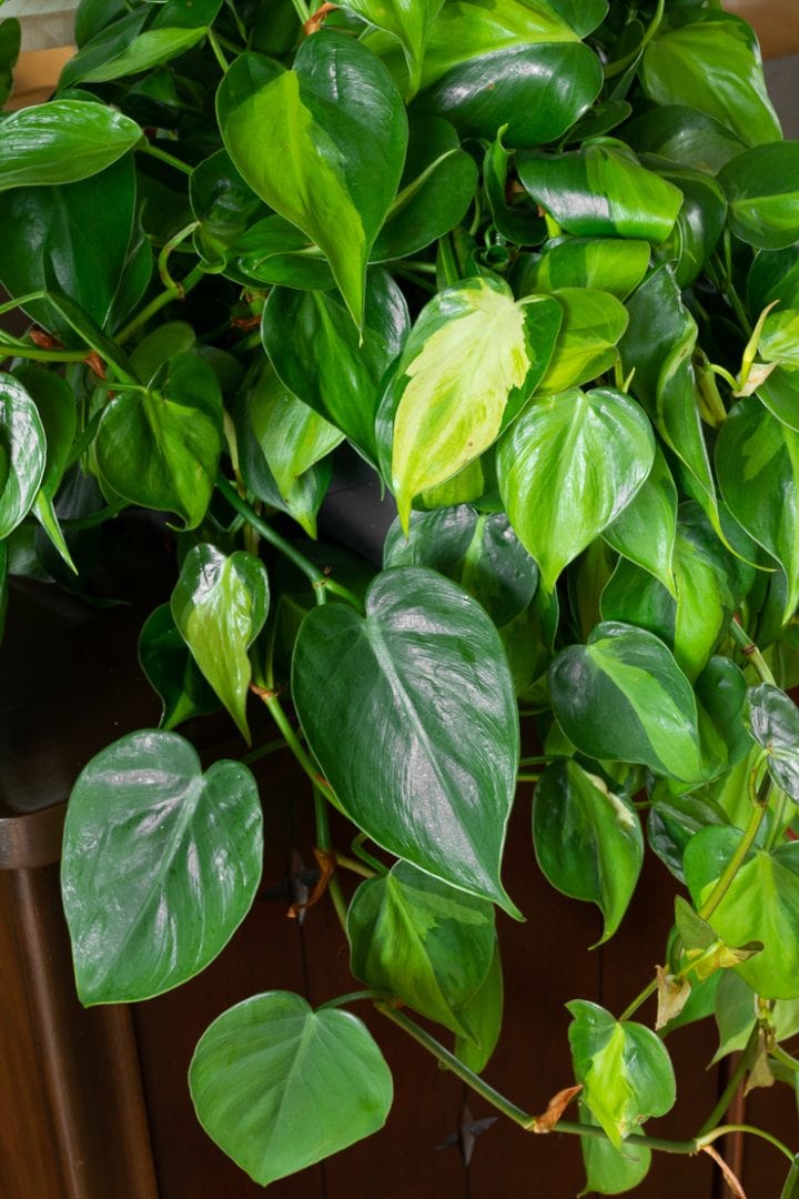 Philodendron Brasil care & how to keep its stunning variegation!