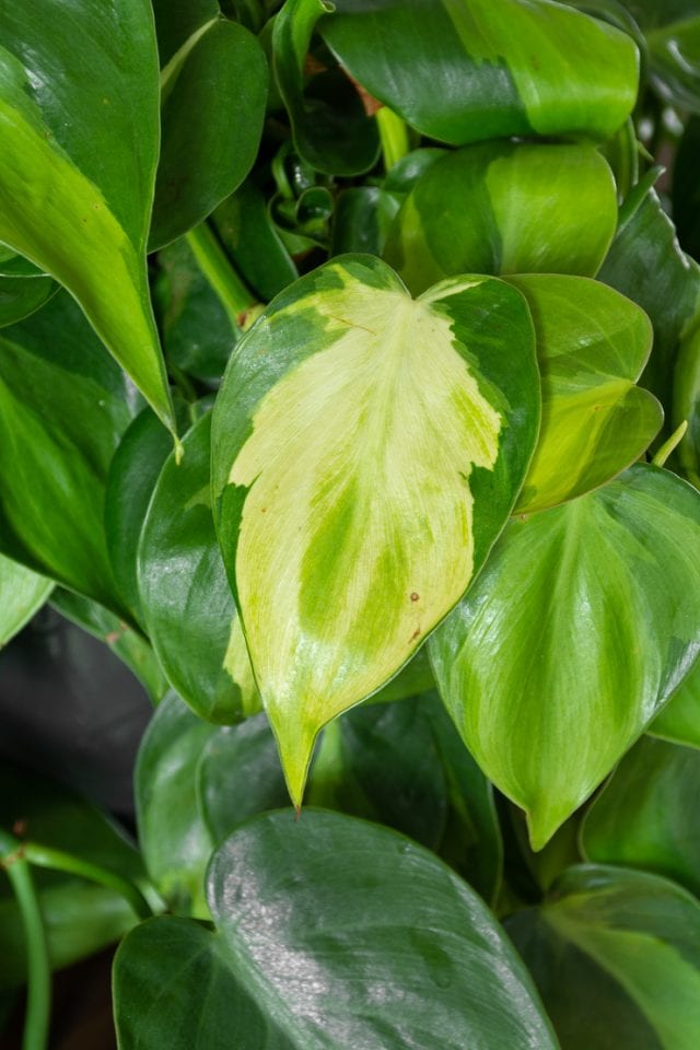 Philodendron Brasil care & how to keep its stunning variegation!