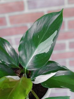 How to care for the lovely philodendron white knight