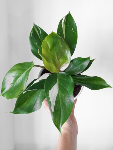 How to care for the lovely philodendron white knight