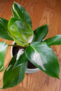 How to care for the lovely philodendron white knight
